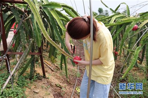 乐山市五通桥区火龙果基地进入采摘季 新华网