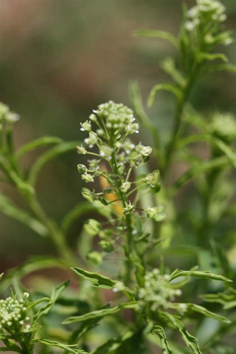 Native Florida Wildflowers Virginai Peppergrass Lepidium Virginicum