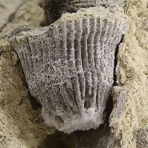 Periclase Encyclopedia