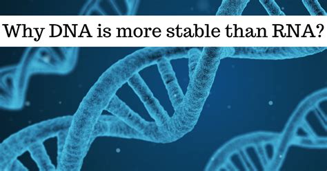 Stability Of DNA And RNA Why DNA Is More Stable Than RNA Biology Exams U