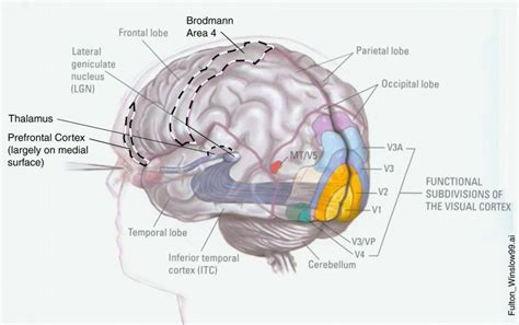 Visual Cortex Yana Notes
