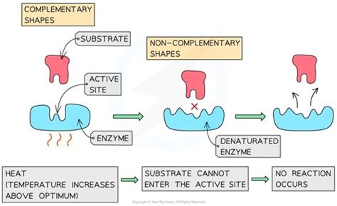 Enzyme Activity Temperature Flashcards Quizlet