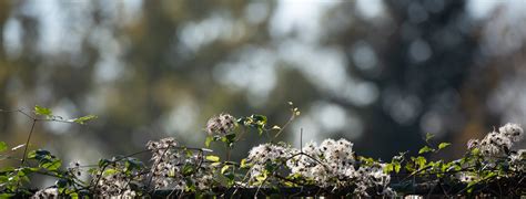 Wallpaper Landscape Flowers Nature Bokeh Photography 6016x2288