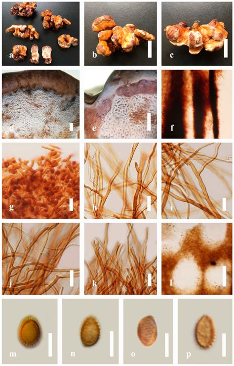 Jof Free Full Text Ganoderma Ganodermataceae Basidiomycota Species From The Greater