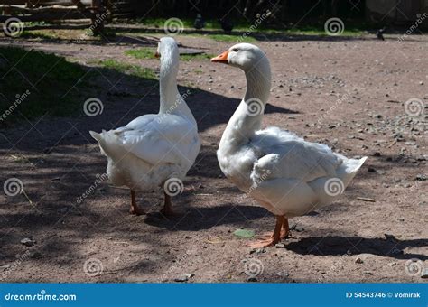 Unoca Bianca Attiva E Unoca Selvaggia Fanno Due Oche Rapporto Delle