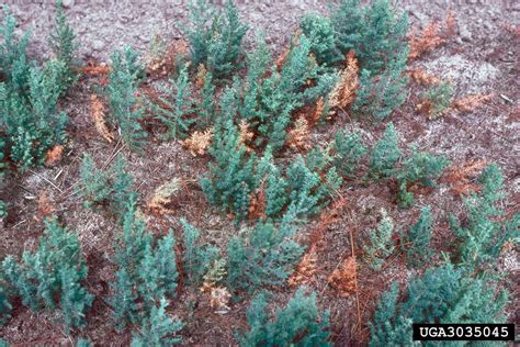 Juniper Twig Blight Disease Symptoms And Solutions For Twig Blight On Juniper Imp World