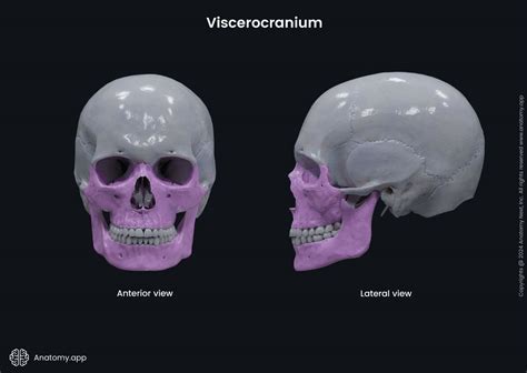 Viscerocranium Anatomy App