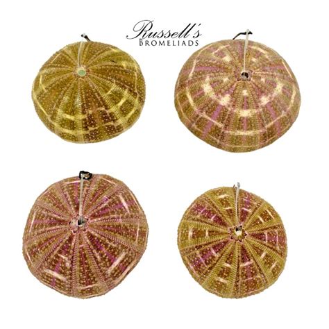 Sea Urchin Shell Russells Bromeliads