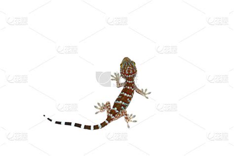 白色壁虎爬行纲水平画幅悬挂的动物拿着丑陋摄影攀爬