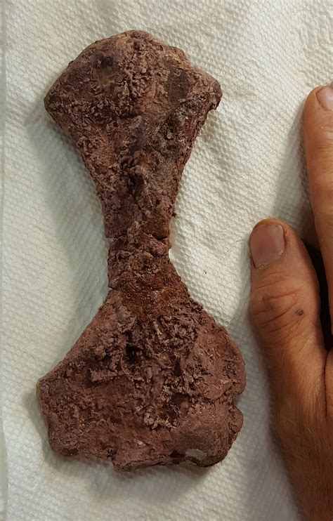 Dimetrodon Humerus Fossil Hunting Trips The Fossil Forum