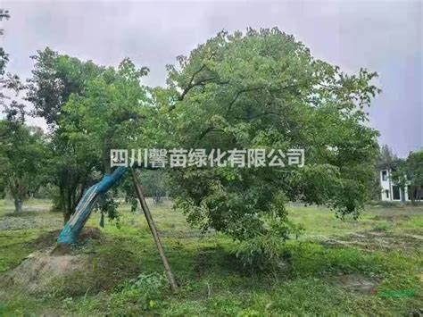 乌桕单杆乌桕 丛生乌桕 彩叶乌桕价格图片 四川馨苗绿化有限公司 园林网