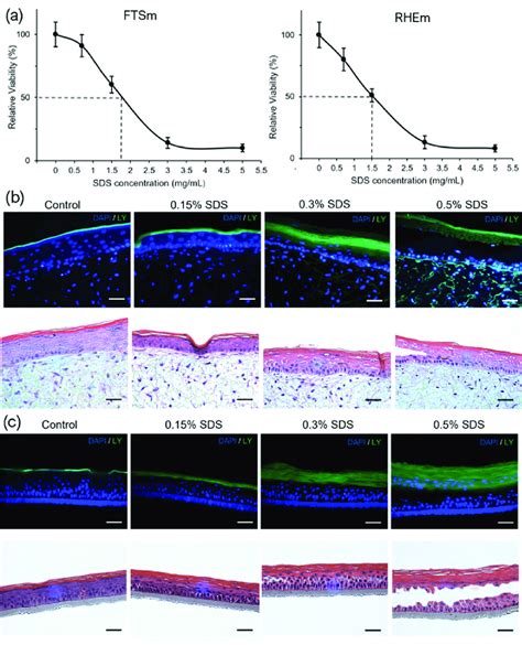 Assessment Of Barrier Properties In Epidermal And Full Thickness Models