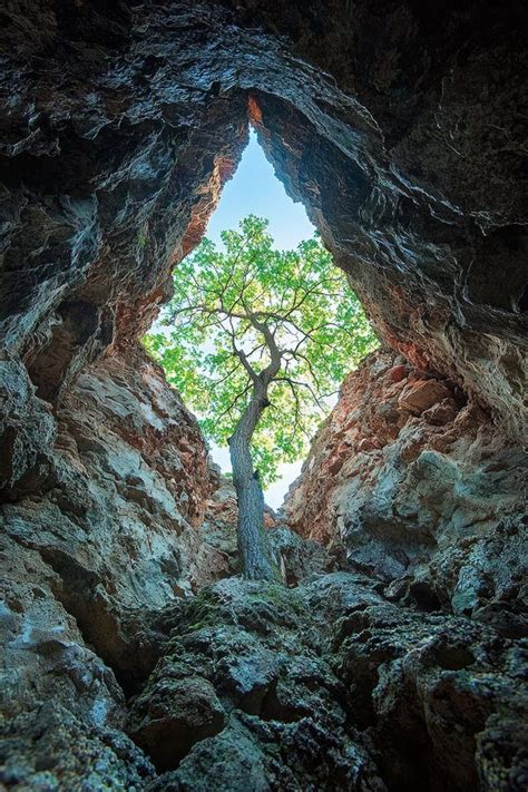 Upward View Of A Lone Tree Growing From The Rocky Depths Of A Narrow Canyon Stock Illustration