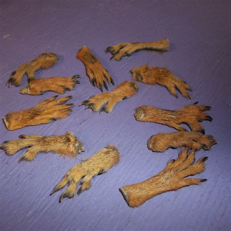 Squirrel Feet Etsy