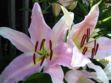 Oriental Lily Named Tom Pouce Photograph By J McCombie Fine Art America