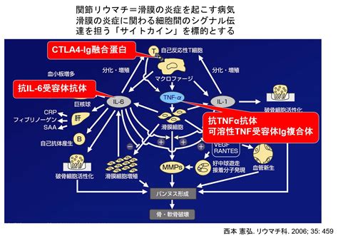 生物学的製剤とはどんな薬？なぜ効果があるのか。 豊田土橋リウマチクリニック｜愛知県の関節リウマチ治療専門外来（専門医）
