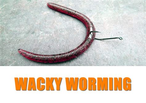 How To Hook Worm For Fishing At Eliza Ashley Blog