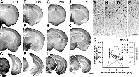 Fezf2 Expression In The Cerebral Cortex Of Juvenile And Adult Mice Download Scientific Diagram