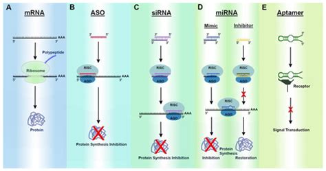 Exploring Drug Modalities Small Molecules Biologics Rna Cell And Gene Therapy