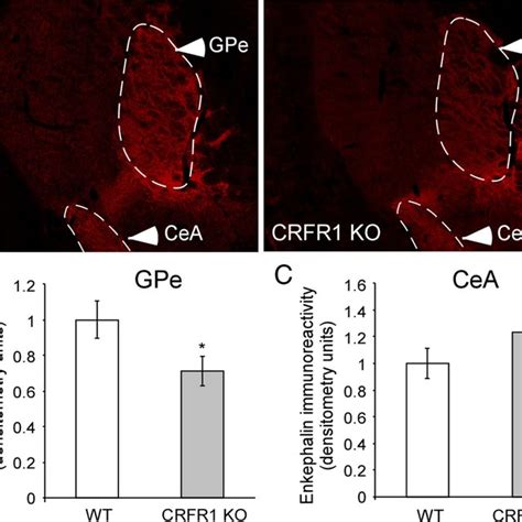 Crfr1 Modulation Of Enkephalin Expression In The Gpe A Representative
