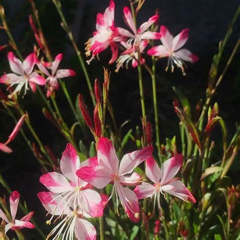 Growing Gaura Plant How To Care For Whirling Butterfly Flowers