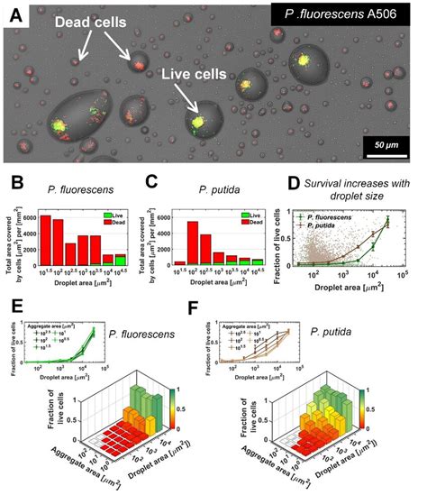 Bacterial Survival Increases With Droplet Size A A Section Of The