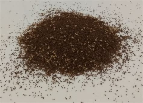 Подорожник большой семена 50г продажа цена в Львовской области Продукты питания общее от