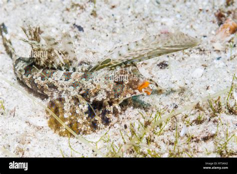 Fingered Dragonet Dactyopus Dactylopus Puerto Galera Philippines