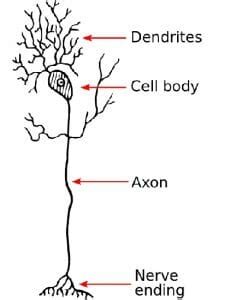Dendrite Definition Function And Quiz Biology Dictionary