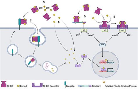 Sex Hormone Binding Globulin Multiple Modes Of Action In Sex Steroid Hormone Signaling IntechOpen