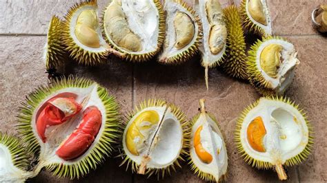 Buah Mirip Durian Tapi Kecil Yuk Kenalan Dengan 6 Buah Unik Ini Aroma Medan