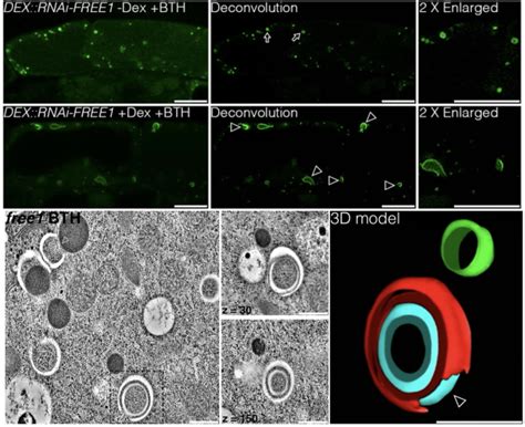 Nature Commun 香港中文大学姜里文团队首次发现植物营养信号调控细胞器“缝合” 知乎