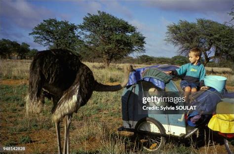 Ostrich Like Bird Photos And Premium High Res Pictures Getty Images