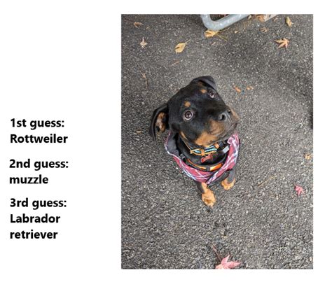 Github Communitytoolkit Labs Intelligentapis Intelligent Apis Aim To Make Machine Learning