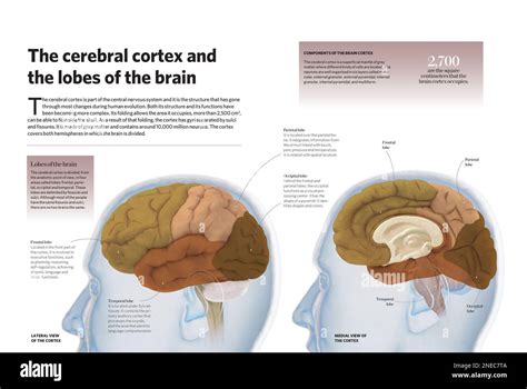 Infographic About The Cerebral Cortex And Cerebral Lobes [adobe