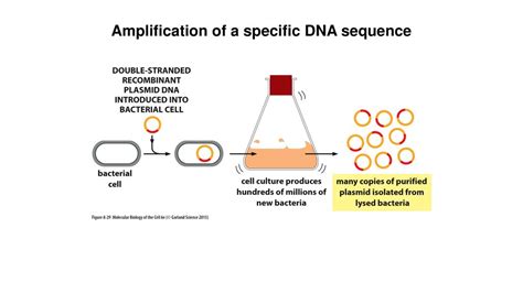 Amplification In Bio At Michael Siddons Blog