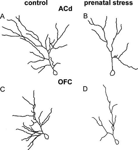 Examples Of 3d Reconstructed Apical Dendrites From Pyramidal Neurons Of Download Scientific