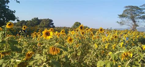 ဧရာဝတီတိုင်းမှာ စပါးစိုက်တောင်သူတွေကို နေကြာမစိုက်ရင် လယ်ယာမြေပြန်သိမ်းမယ်လို့ စစ်ကောင်စီ ခြိမ