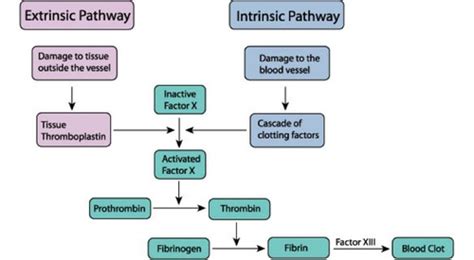 Lecture 12 Hematologic Systems Flashcards Quizlet