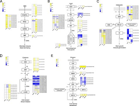 Phytohormone Signal Transduction Pathway A Aba B Iaa C Ga D Ctk E