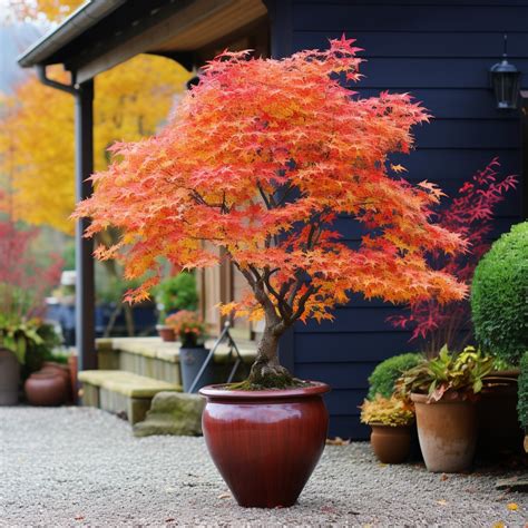 Evergreen Trees To Grow In Pots For Indoor And Outdoor Spaces