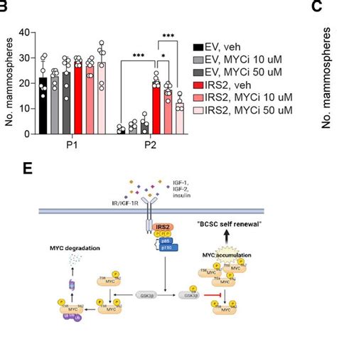 Myc Mediated Irs2 Regulation Of Breast Cancer Stemness A Aldh Download Scientific Diagram