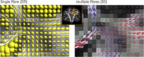 Modelling The Diffusion Signal Download Scientific Diagram