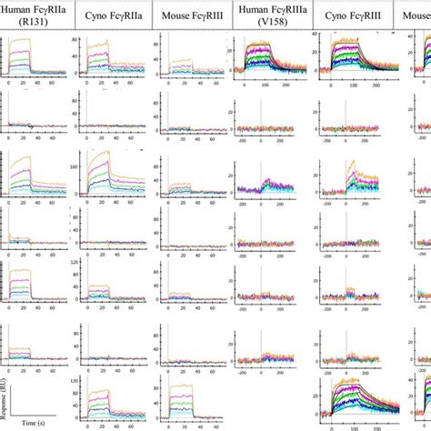 PDF Human IgG subtype cross species reactivity to mouse and cynomolgus monkey Fcγ receptors