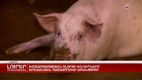 Խոզաբուծության ոլորտի խնդիրները՝ երևանյան համաժողովի առանցքում Youtube