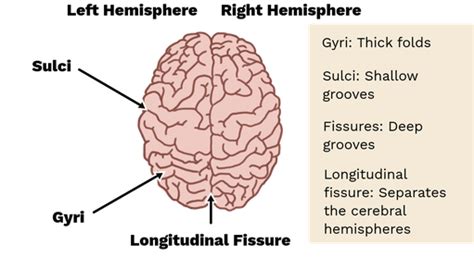 Longitudinal Fissure Brain