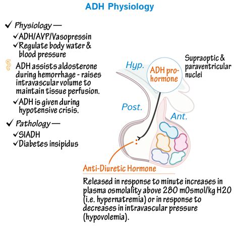Physiology Glossary Anti Diuretic Hormone Adh Draw It To Know It
