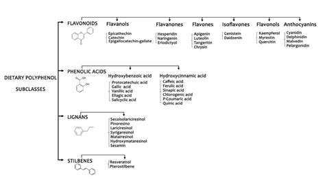 Polyphenol Subclasses Download Scientific Diagram