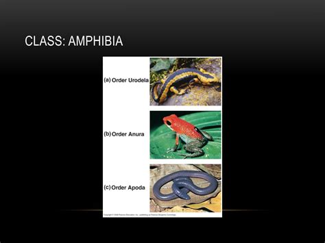 Ppt Phylum Chordata Powerpoint Presentation Free Download Id9589593