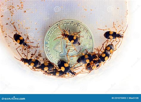 Litecoin Cryptocurrency And Virtual Poison Bugs Stock Image Image Of